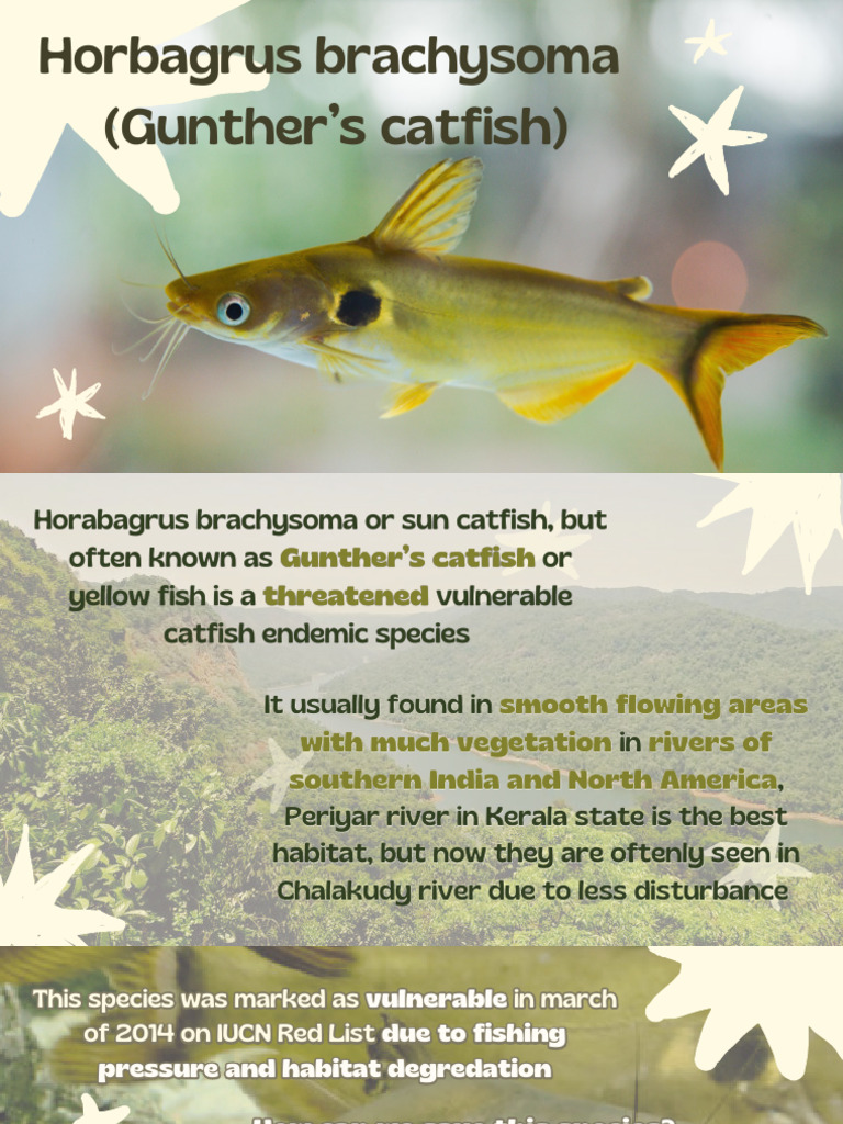 Horbagrus Brachysoma (Gunther's Catfish) | PDF