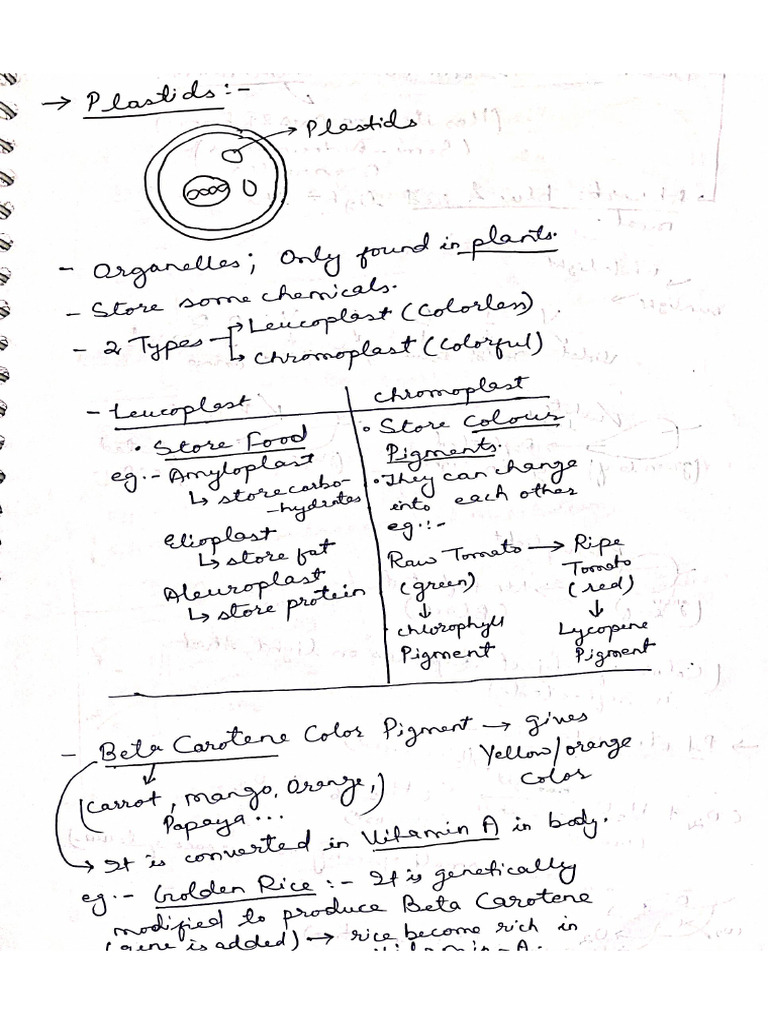 Plastids, Chlorophyl, Photosyn, Vacuole, Golgi Body | PDF