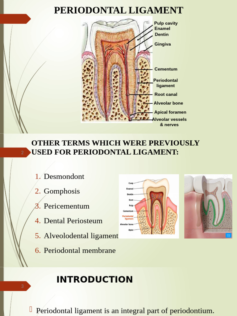 007 Periodontal Ligament | PDF | Human Tooth | Periodontology