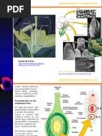Desarrollo Embrionario en Vegetales | PDF | Reproducción | Botánica