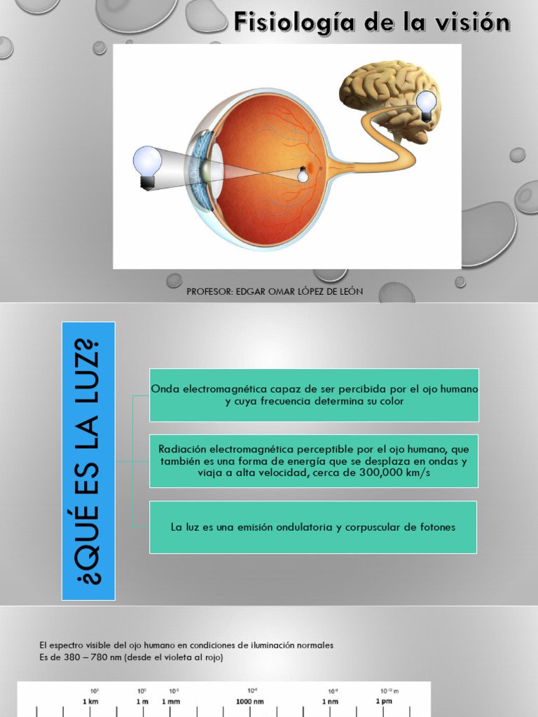 Fisio Vision | PDF | Percepción visual | Ojo humano