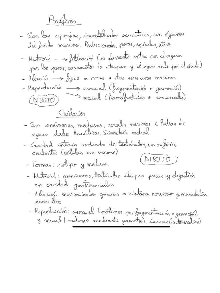 Esquemas Librillo Poríferos y Cnidarios - PNG | PDF