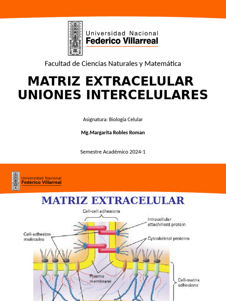 Clase 10. Matriz Extracelular | PDF | La matriz extracelular | Tejido conectivo