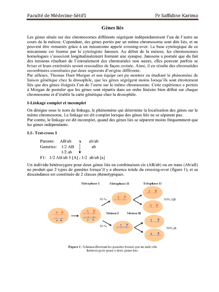 12 - Gènes Liés | PDF