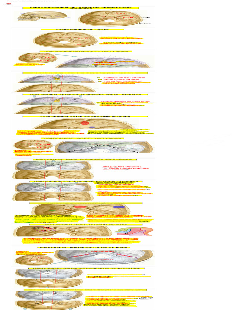 2 Base Endocraneal | PDF