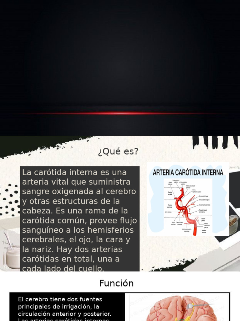 Arteria Carotida Interna. | PDF | Anatomía humana | Cabeza y cuello humanos