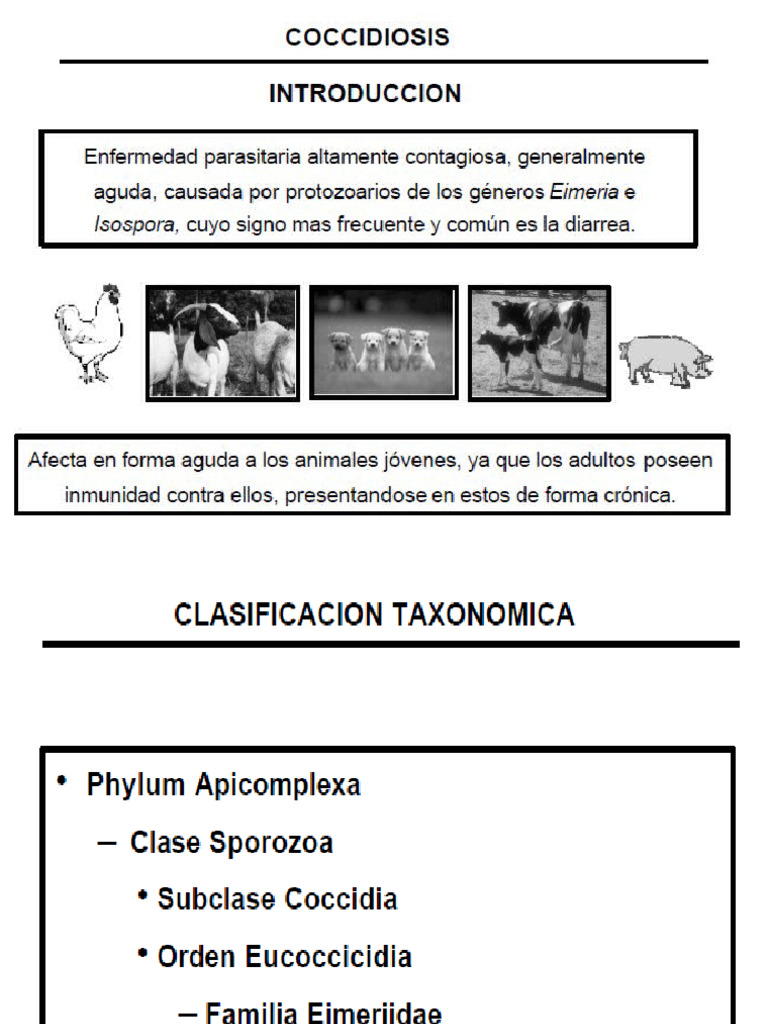 COCCIDIOSIS | PDF | Diarrea | Heces