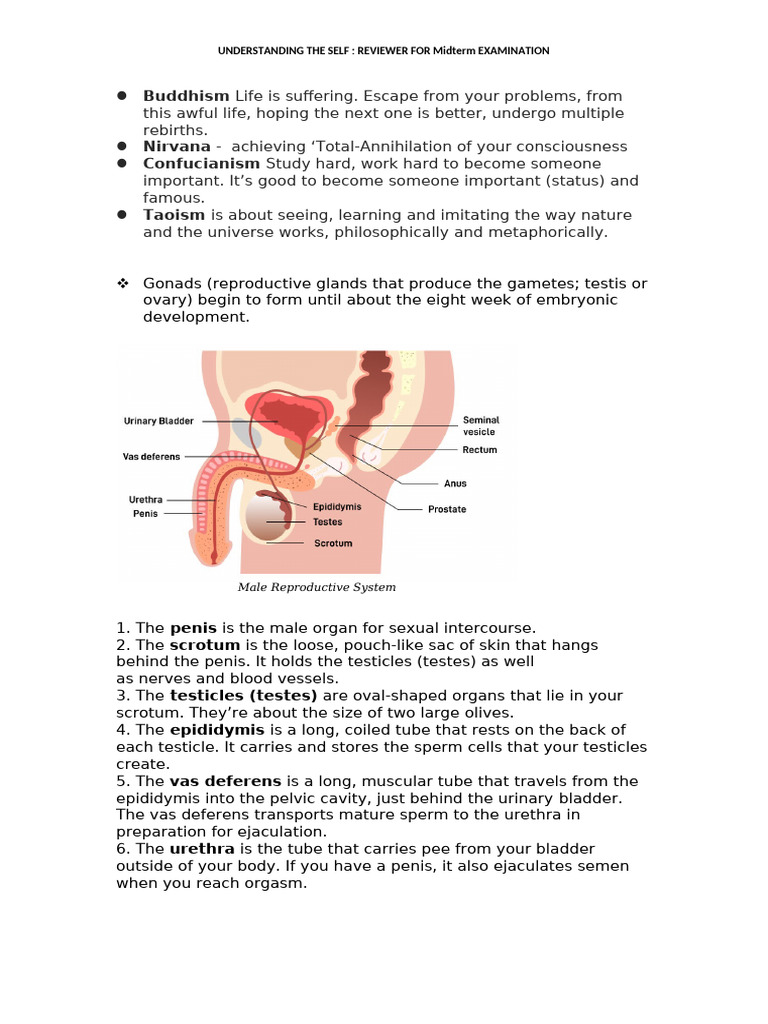 Reviewer MidTerm 2024 UTS | PDF | Menstrual Cycle | Uterus