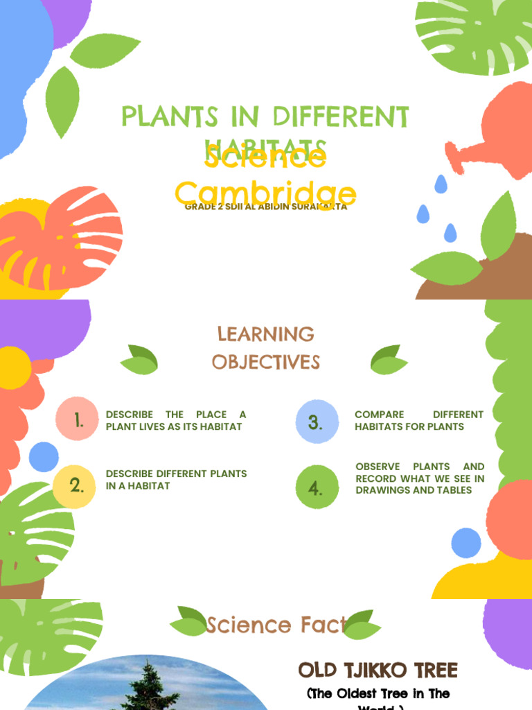 Describe Plants in Different Habitats | PDF | Trees | Plants