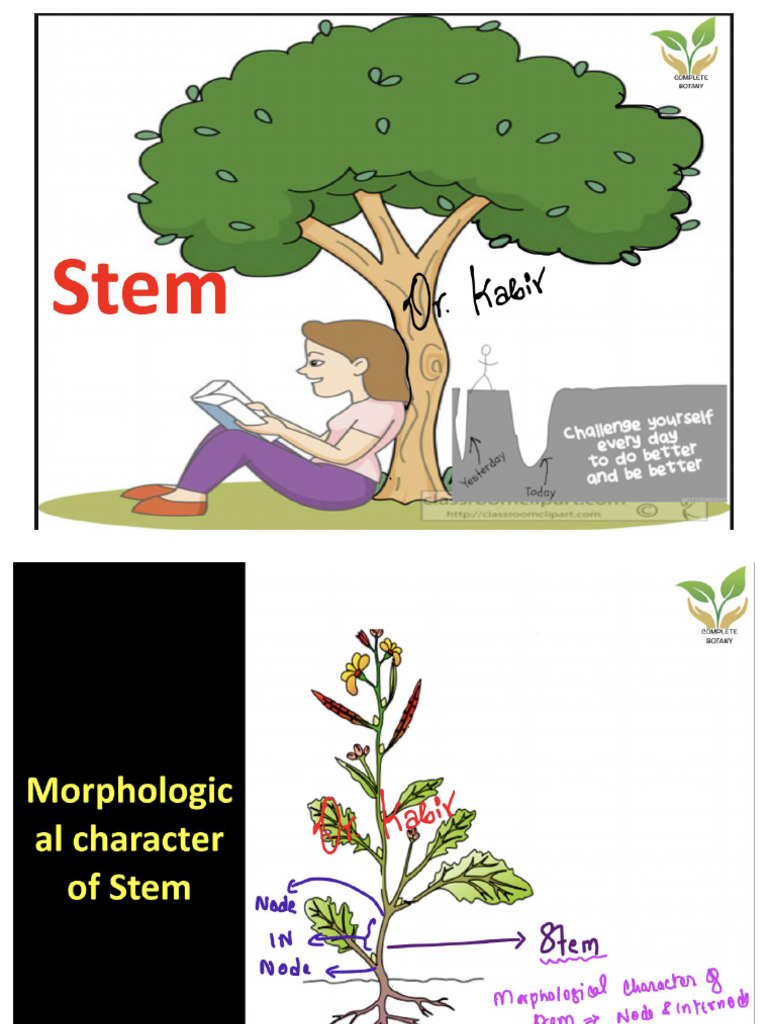 Morphology Slides (Stem) | PDF