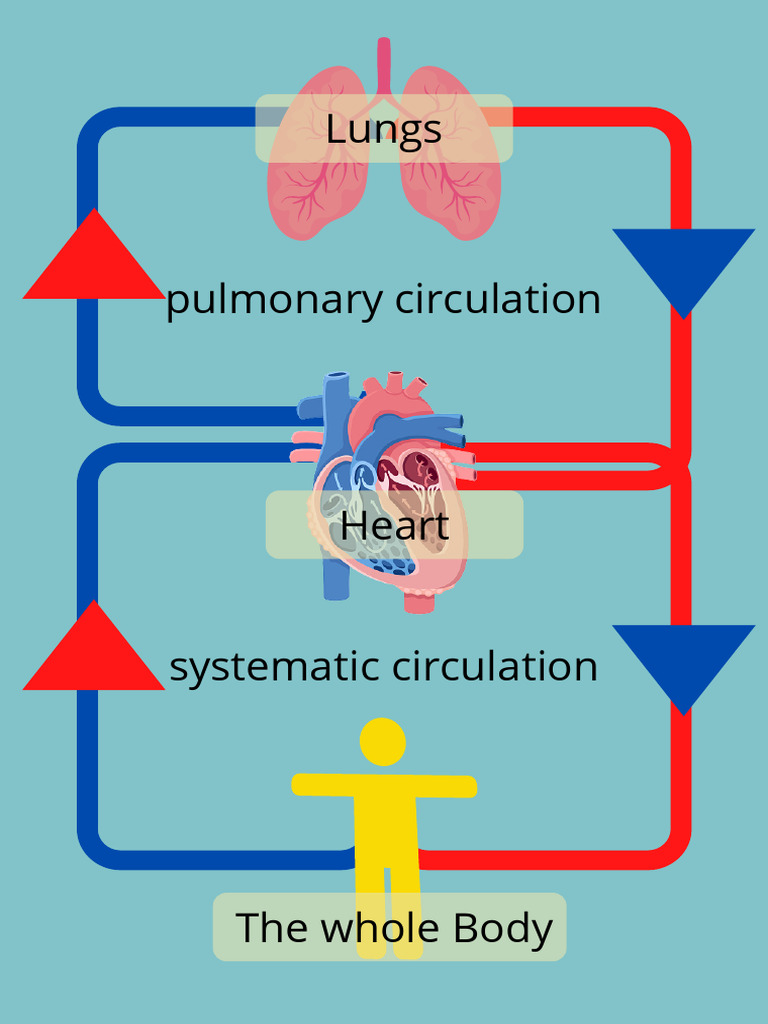 Systematic Circulation PDF | PDF