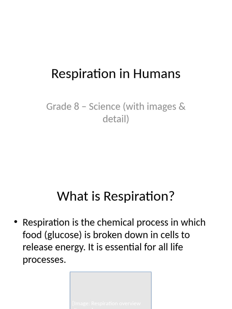 Respiration Grade8 Detailed | PDF | Cellular Respiration | Breathing