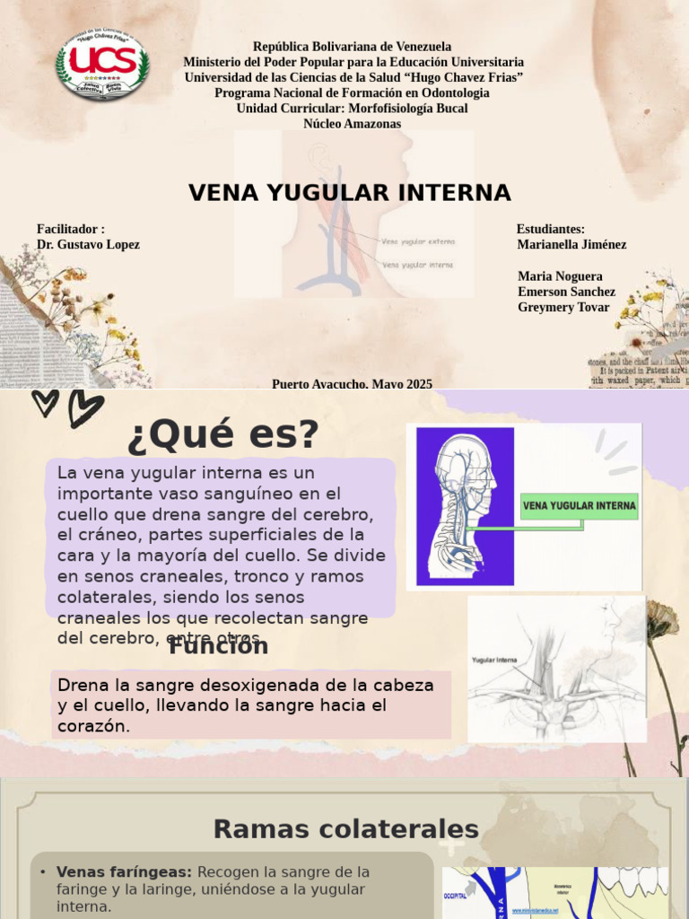 Vena Yugular Interna | PDF | Vena | Nervio vago