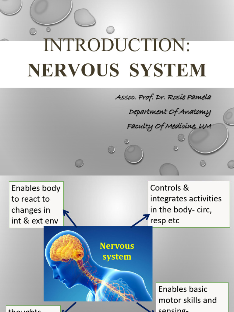 2021 - Anatomy - Introduction To Nervous System | PDF | Nervous System ...