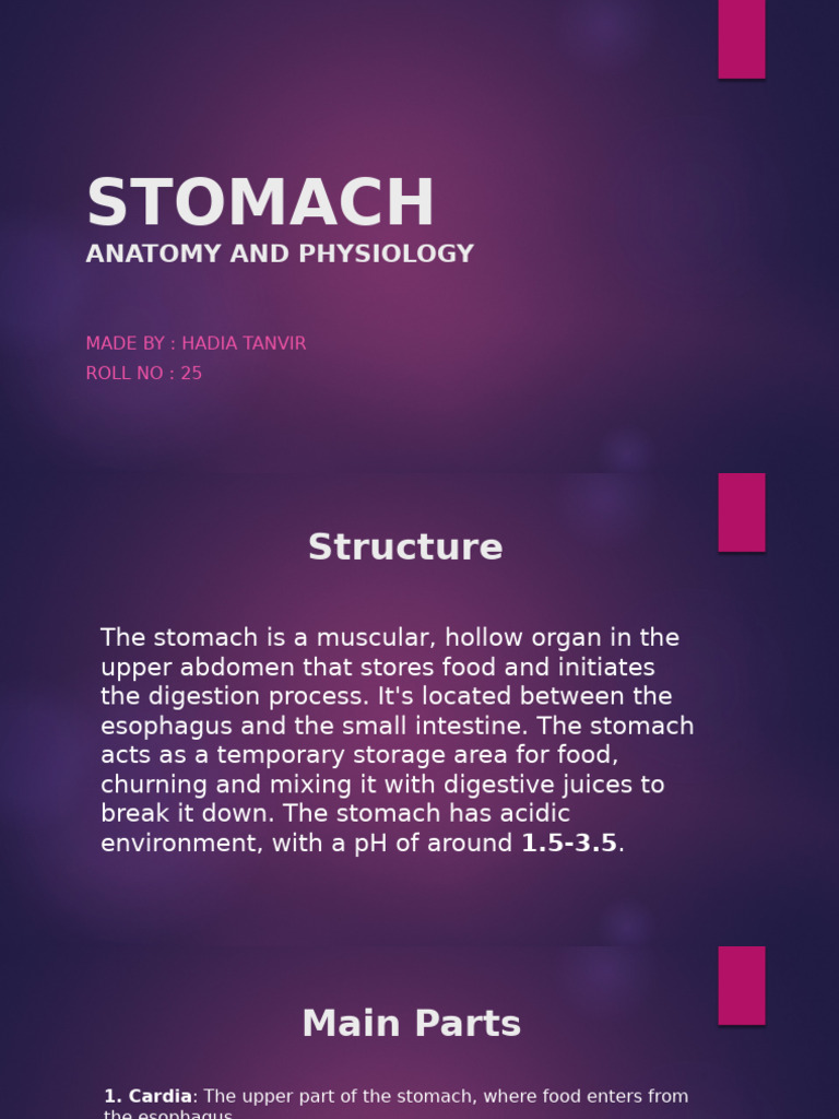 Stomach Anatomy and Physiology Overview | PDF | Stomach | Digestion