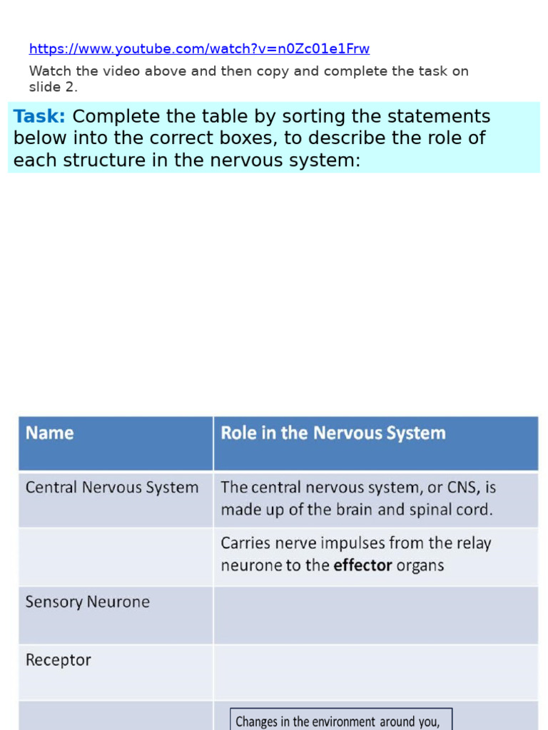 Nervous System Key Terms | PDF