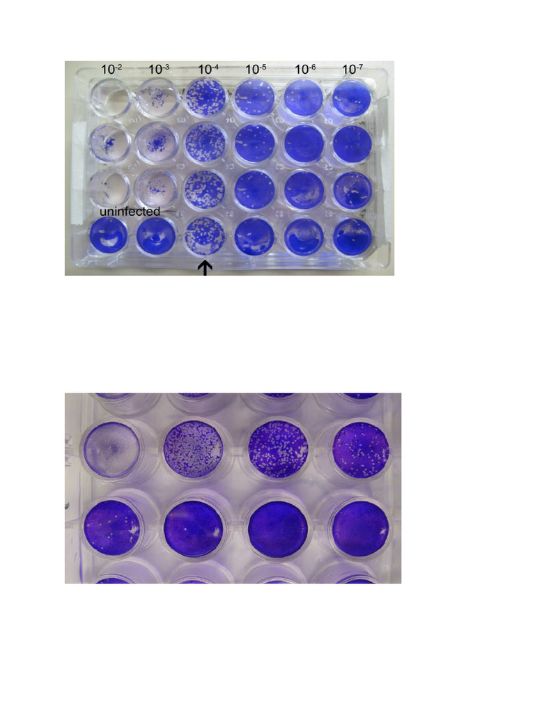 Plaque Assay | PDF
