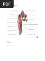 Chondromalacia Patella Rehab Protocol | PDF | Knee | Physical Therapy