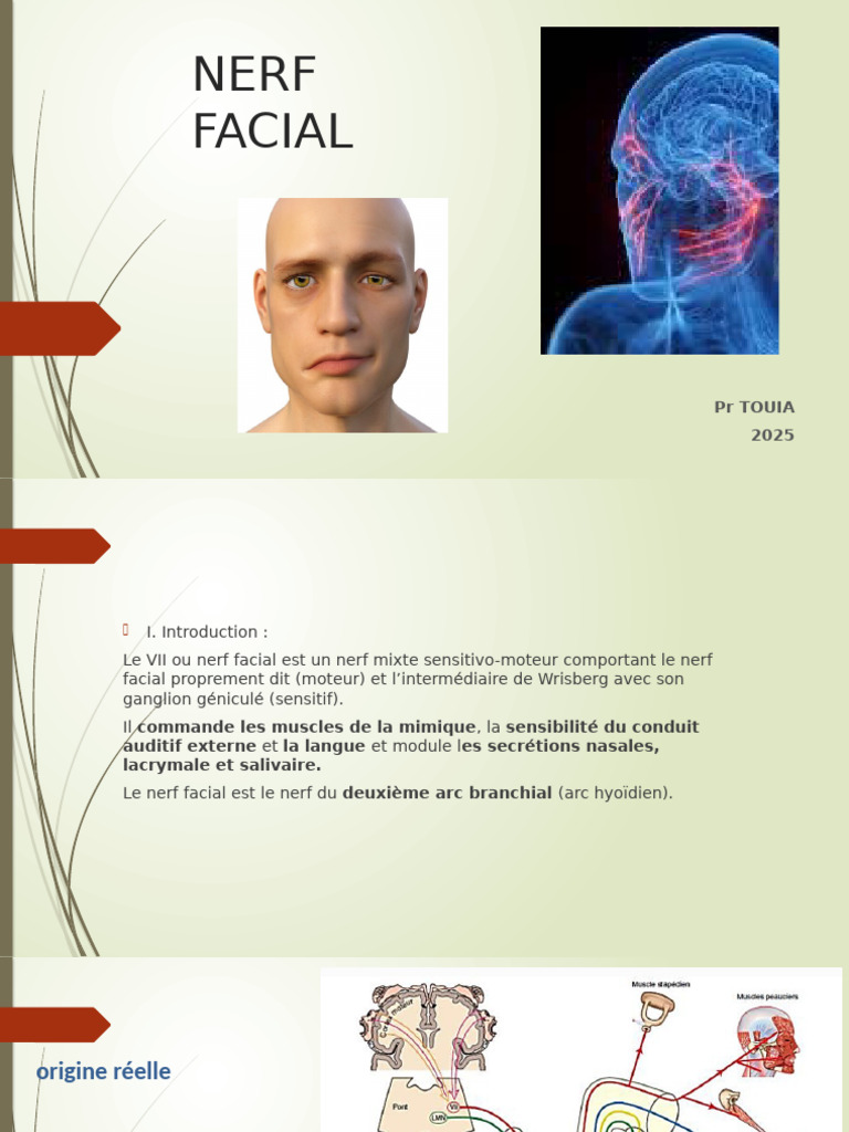 Trajet du nerf facial et pétreux | PDF | Otorhinolaryngologie ...