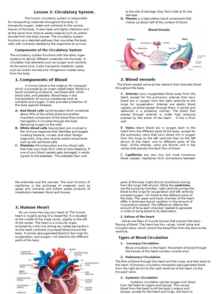Lesson 2 Circulatory System | PDF | Heart | Heart Valve