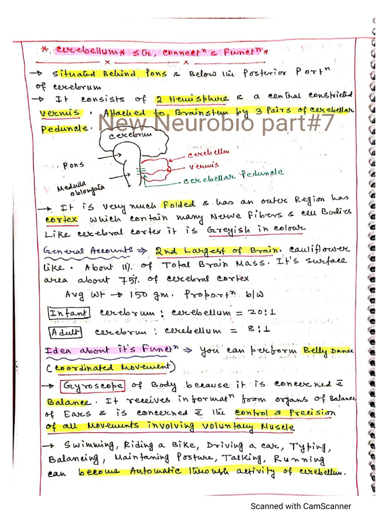 New Neurobio #5 Cerebellum, Degeneneration Nerve Fiber | PDF