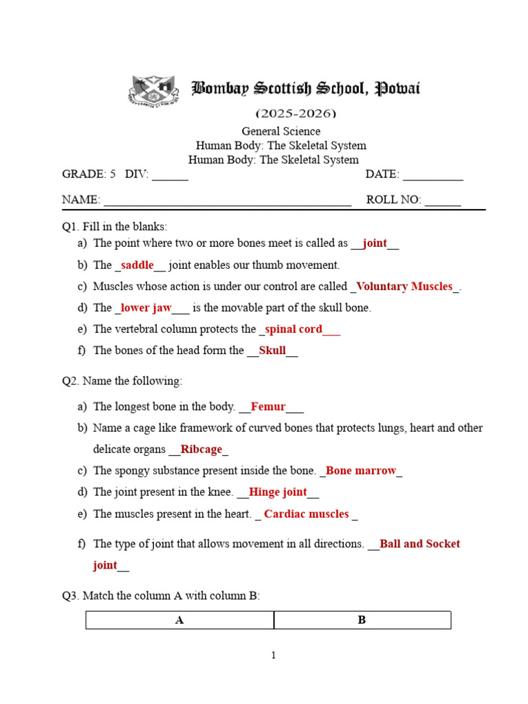 Skeletal System Study Guide for Grade 5 | PDF | Muscle | Skeleton
