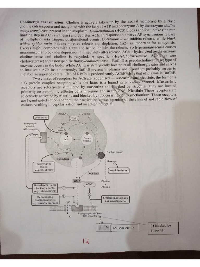 Adrenergic Drugs Notes Pharmacology | PDF