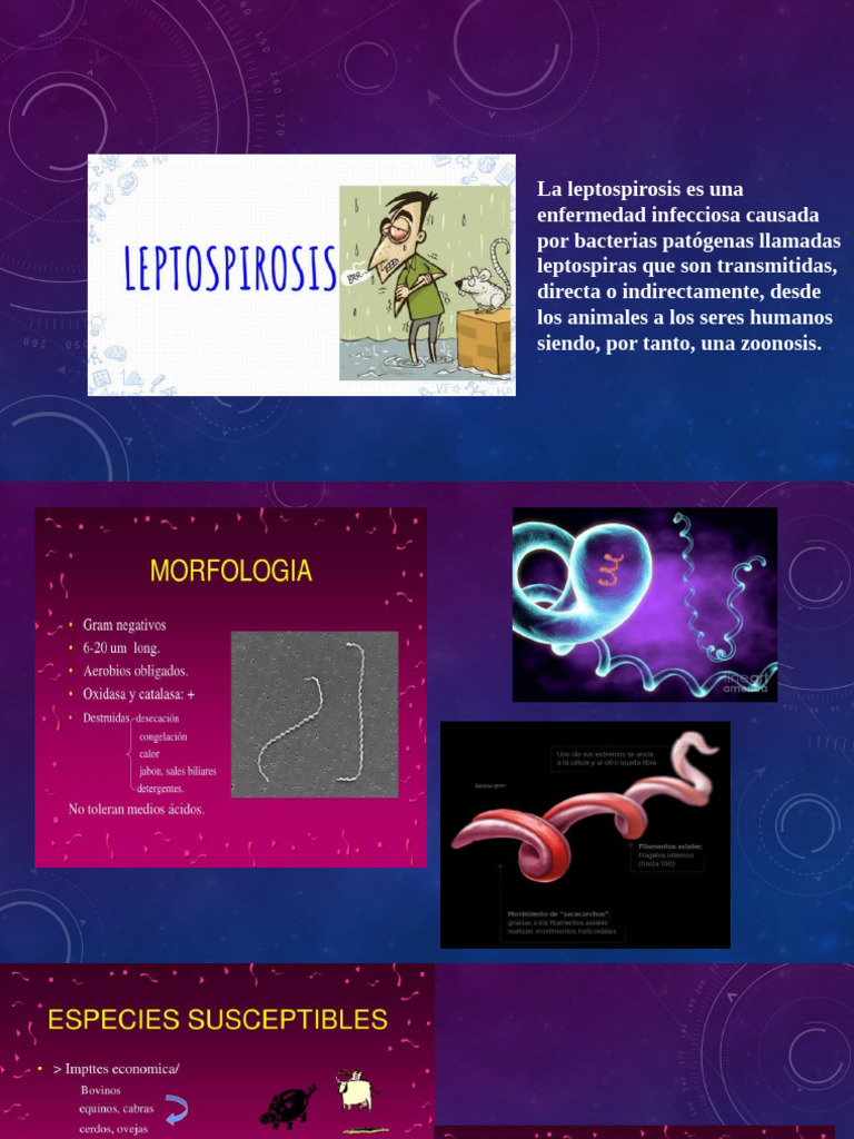 Leptospirosis | PDF