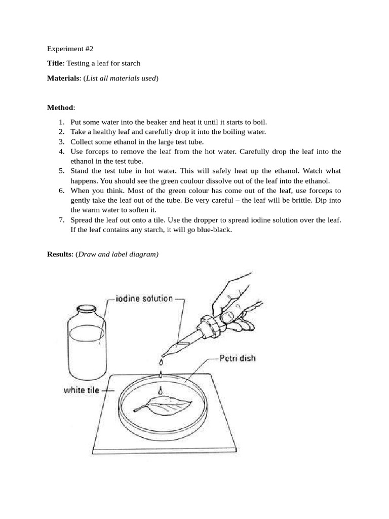 Experiment #2 Testing A Leaf For Starch | PDF
