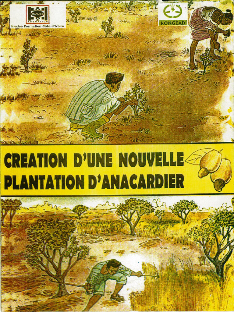 BD Creation Mid | PDF