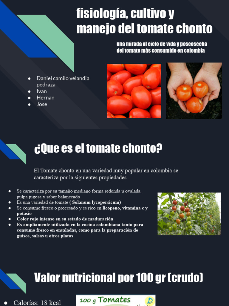 Tomate Chonto | PDF | Tomate
