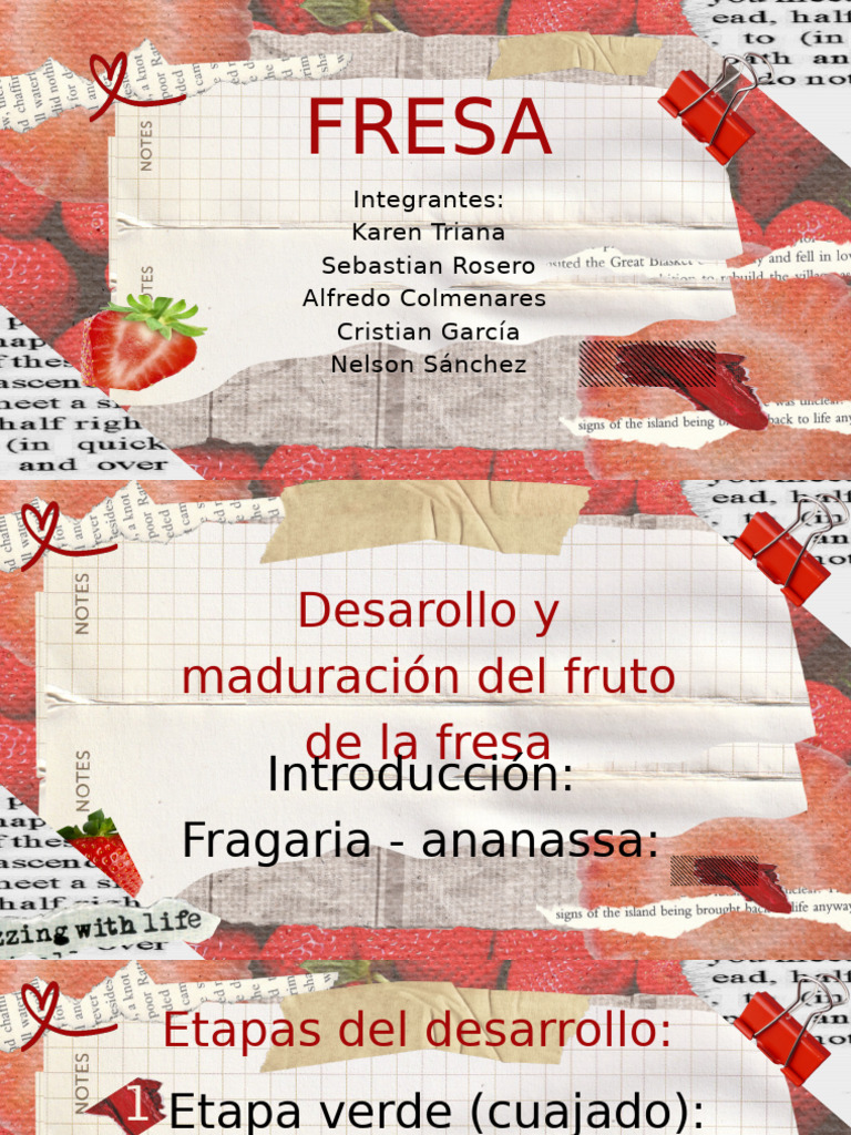 Fisiología del desarrollo de la fresa | PDF