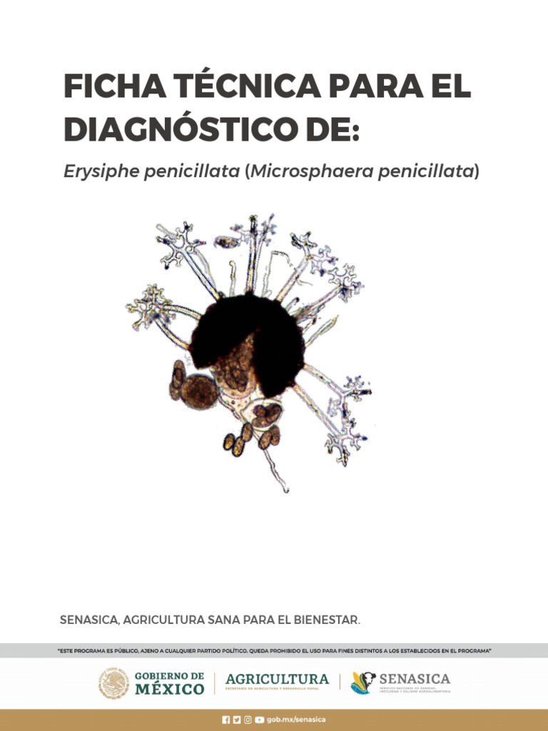 Diagnóstico de Microsphaera penicillata | PDF | Biología