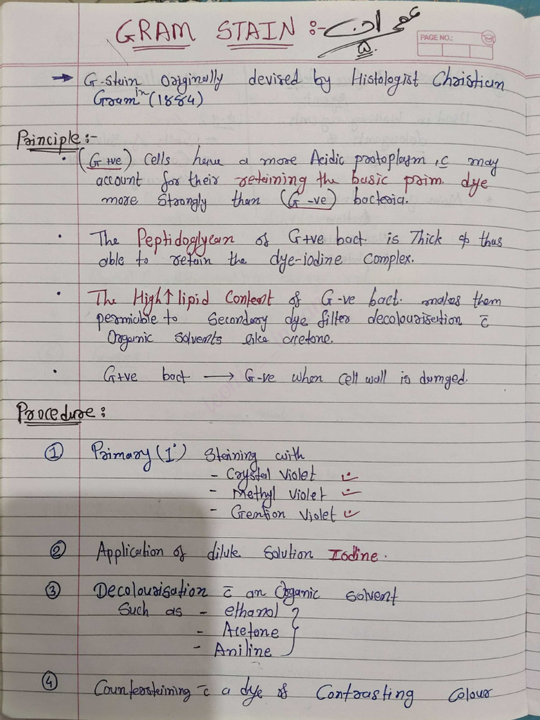 PATHO - Micro - Gram Stain (SN) | PDF