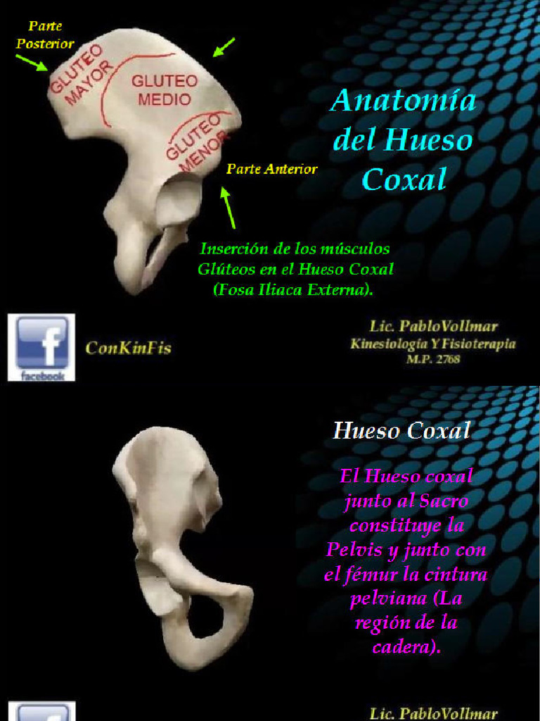 Anatomia Hueso Coxal | PDF