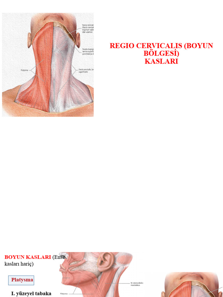Ders 6. Boyun Kaslari | PDF