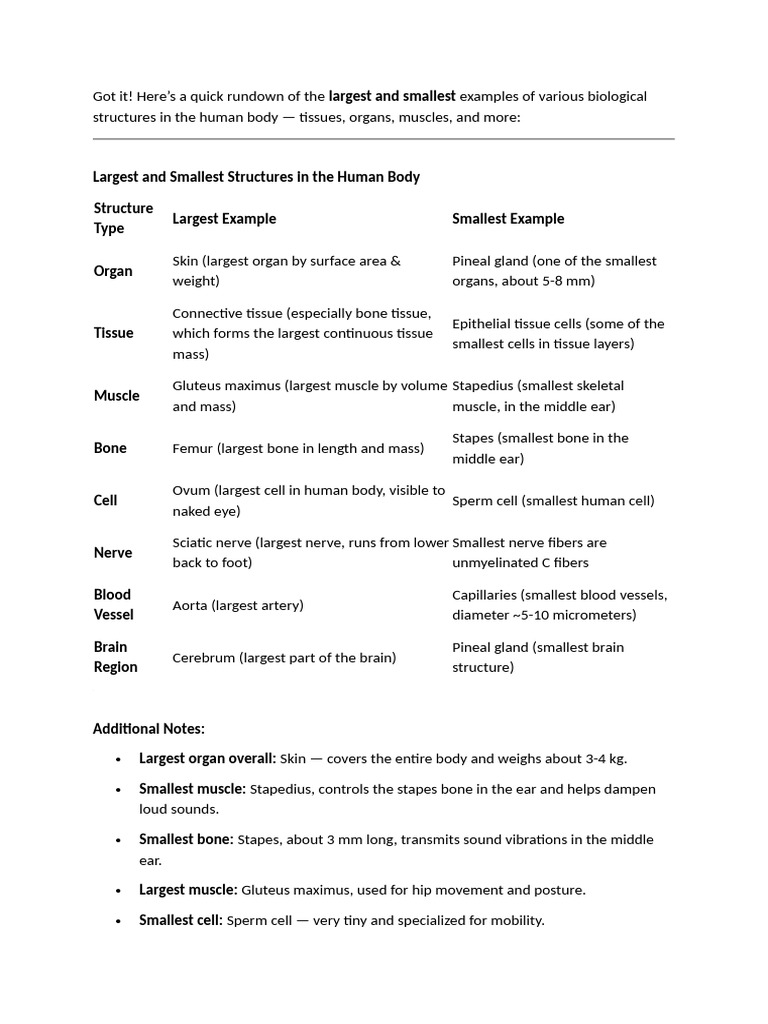 Largest and Smallest Human Body Parts | PDF | Muscle | Tissue (Biology)