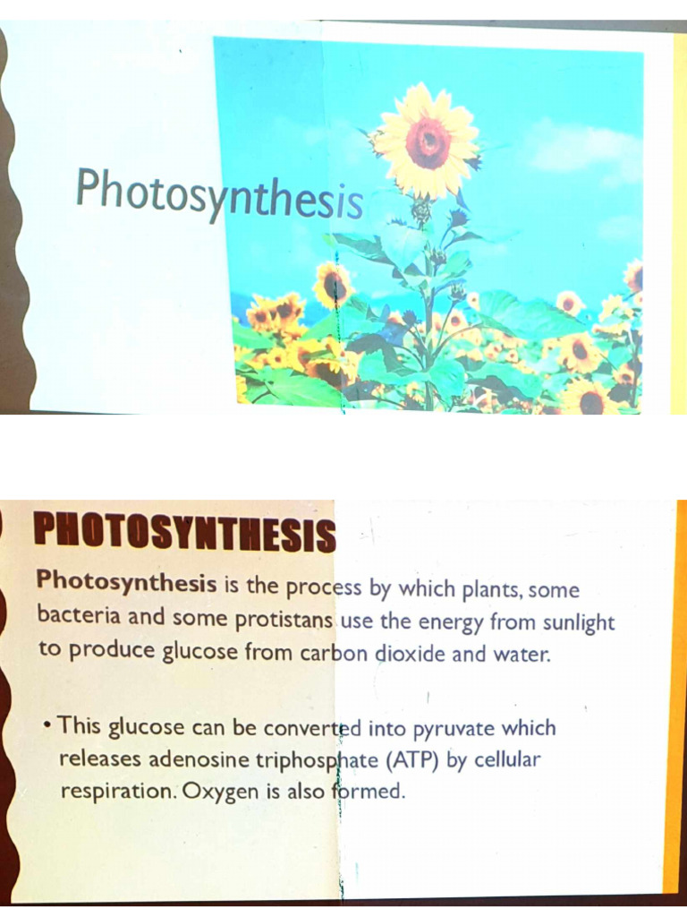 Photosynthesis | PDF