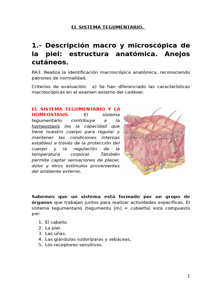 Ut4 El Sistema Tegumentario | PDF | Epidermis | Piel