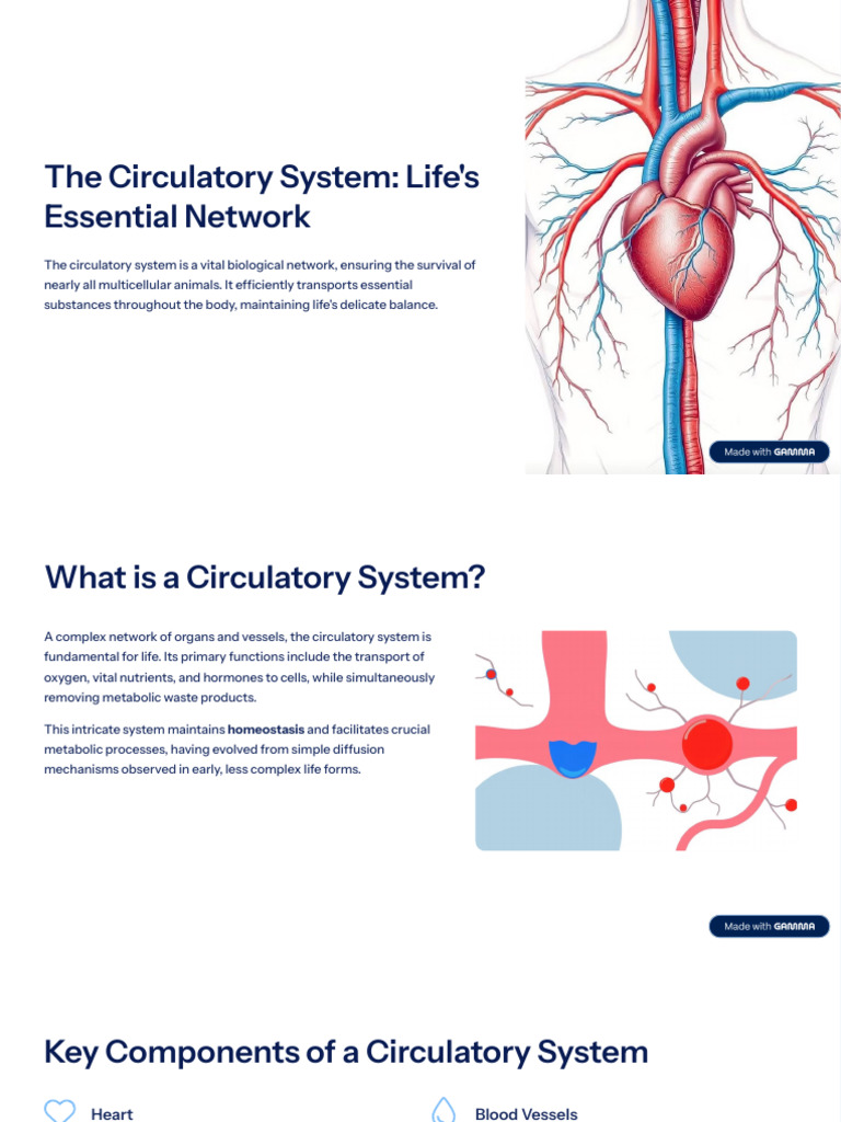 The Circulatory System Lifes Essential Network | PDF | Circulatory ...