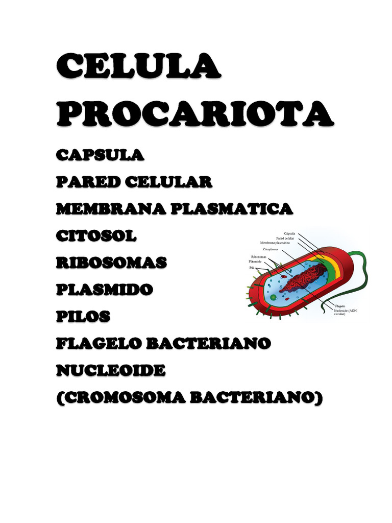 Celula Procariota | PDF