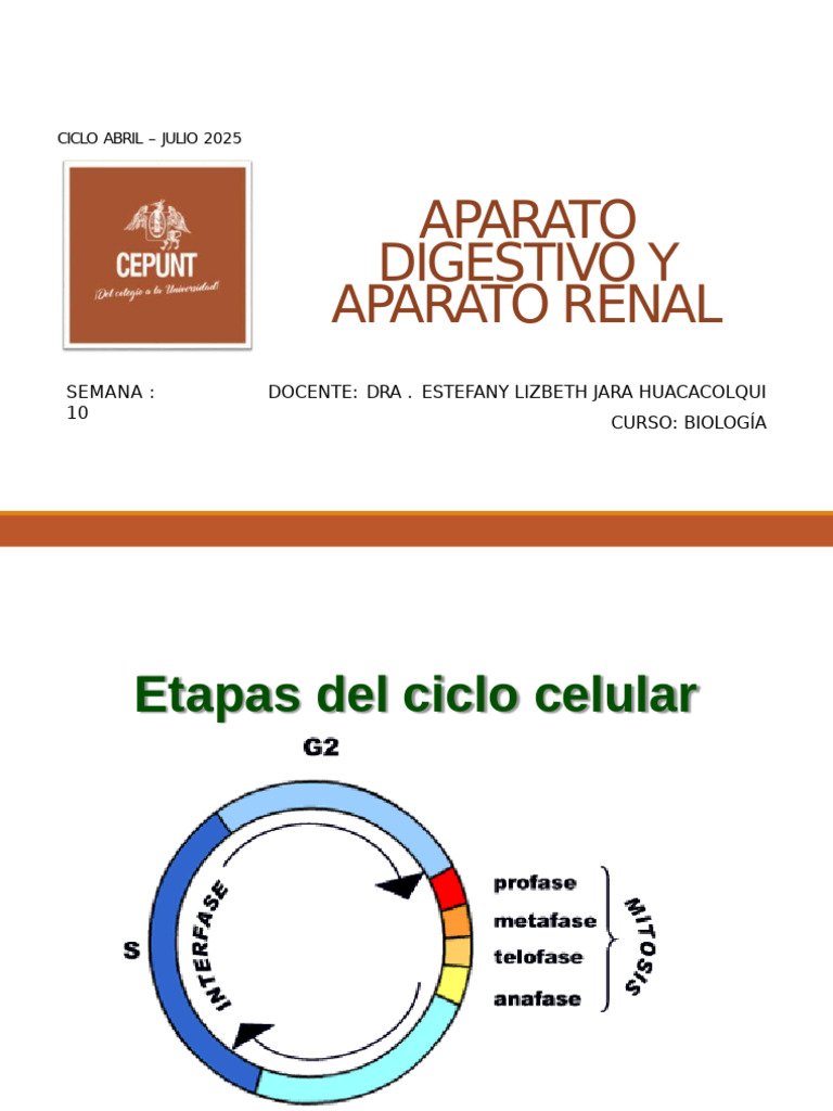 Ingenium Biologia Ciclo Celular 2 | PDF | Nucleo celular | Cromatina