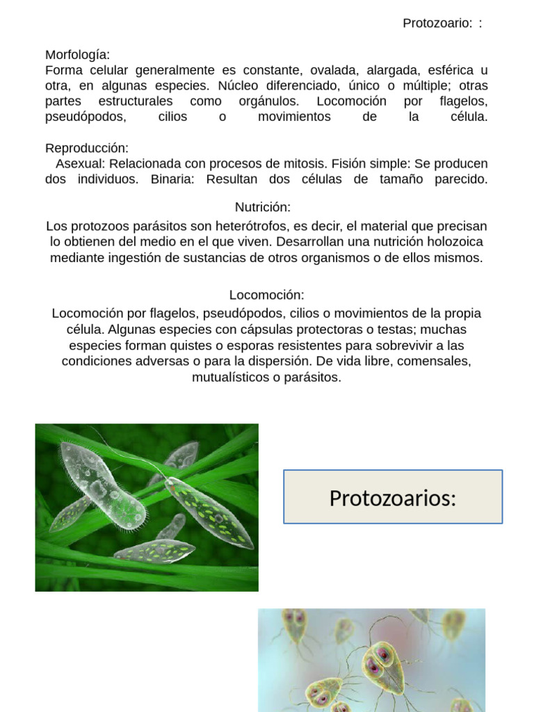 Protozoario B | PDF | Biología | Zoología