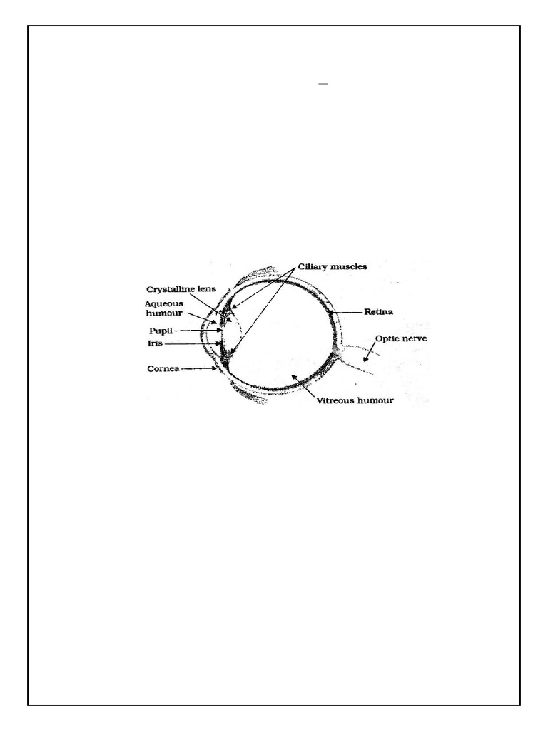 CH - Human Eye and Colorful World CLASS-10 PHYSICS | PDF | Sunset ...