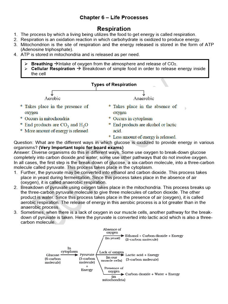 Understanding Respiration Processes | PDF | Cellular Respiration ...