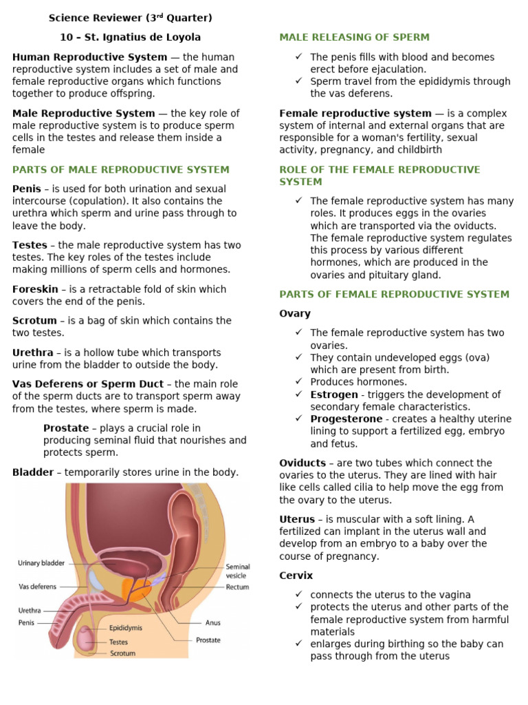 Overview of Human Reproductive System | PDF | Reproductive System ...