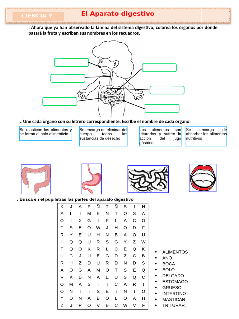 D2 A3 FICHA CT. El Aparato Digestivo | PDF | Sistema digestivo humano ...
