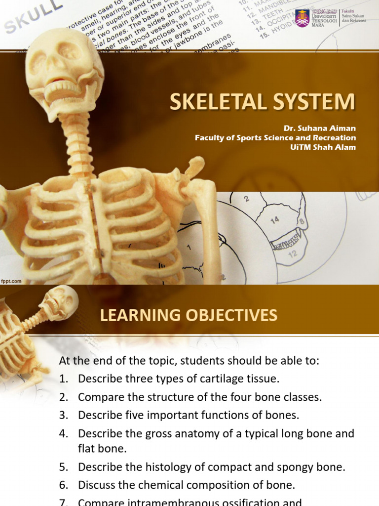 The Skeletal System | PDF | Vertebral Column | Bone