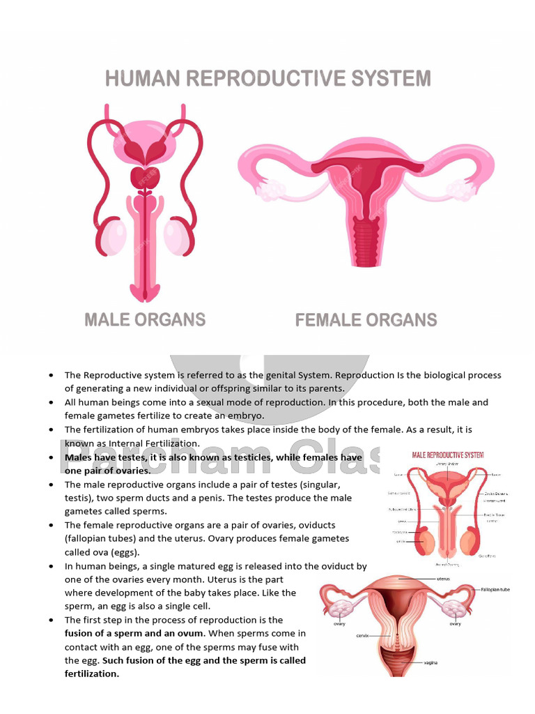 Human Reproduction System | PDF | Reproductive System | Menstrual Cycle