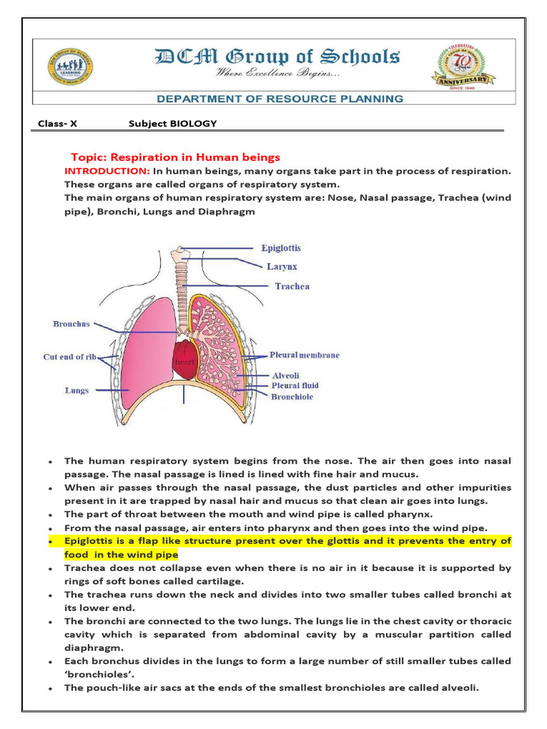 Human Respiratory System Explained | PDF | Lung | Respiratory System